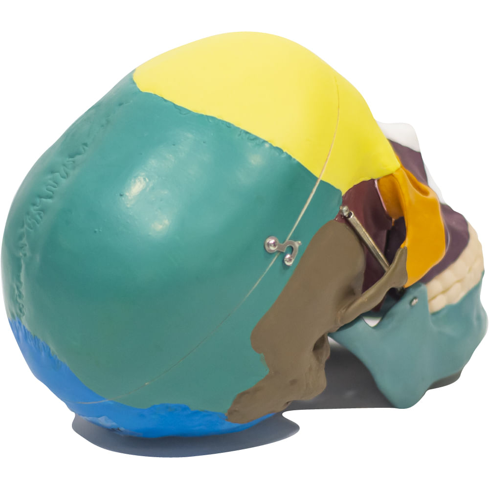 Modelo de Crânio Humano Colorido - Tamanho Real