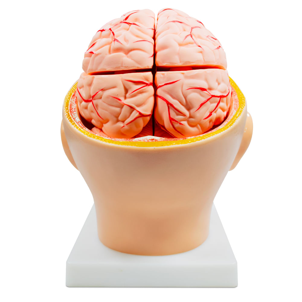 Cérebr com Artérias na Cabeça